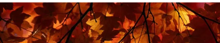 GenoCat's Gallery - Pixilart