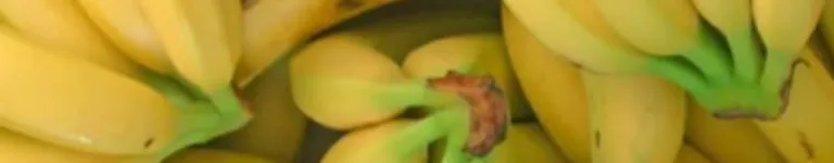 pwuppiez's Gallery - Pixilart